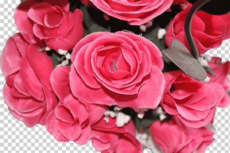 Rosas Yo Rosas Rosadas Png Klipartz