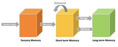 PSY 100 Chapter 7 Memory Flashcards Quizlet PSY 100 Chapter 7 Memory Flashcards Quizlet