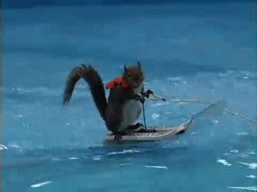 Twiggy The Water Skiing Squirrel  Squirrel Waterskiing Funny