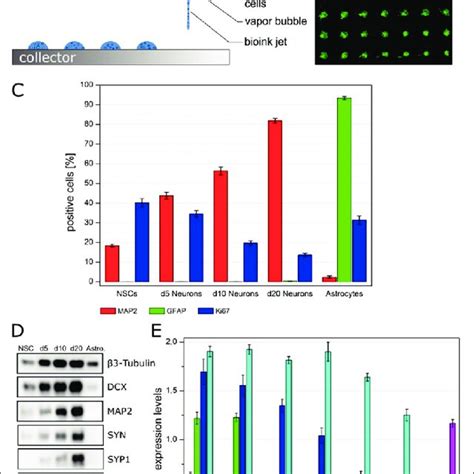 Printing Process And Cell Culture Homogeneity A Schematic Sketch Of Download Scientific