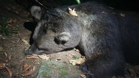 რაჭაში კავკასიური მურა დათვი მოკლეს