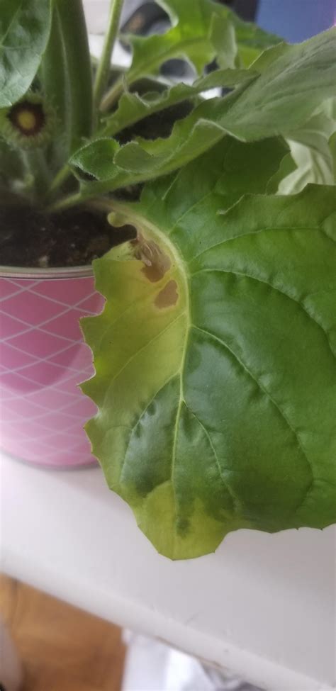 [question] Recieved Gerbera Daisy As A T Leaves Facing Window Wilt