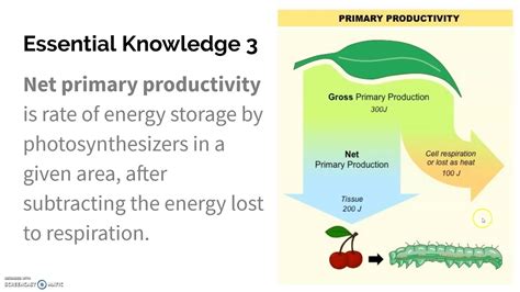 Primary Productivity Definition