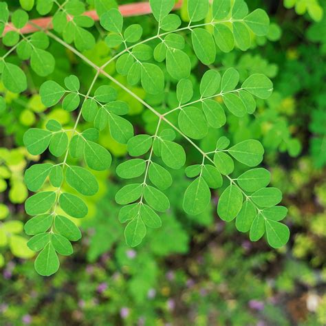 Moringa Tree Leaves
