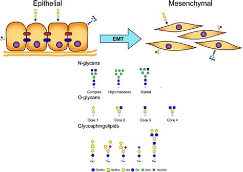 Difference Between Epithelial And Mesenchymal Cells