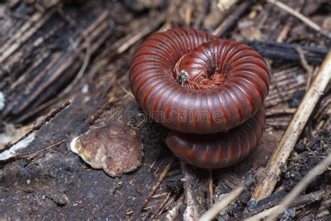 Close Shot Of The Red Trigoniulus Corallinus Stock Image Image Of Background Chilopoda 194536647