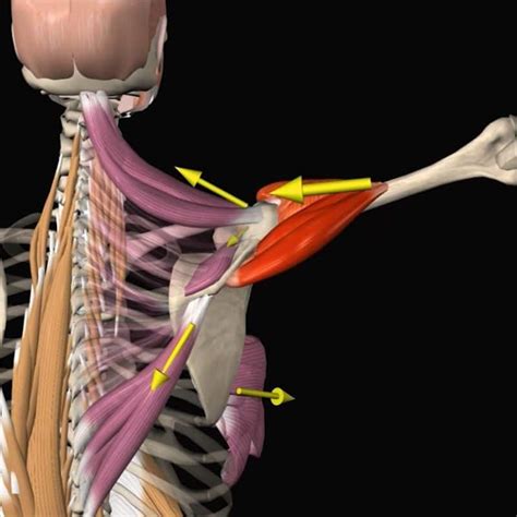 Lateral Raise Muscles Worked The Top 10 Benefits Of Lateral Raises