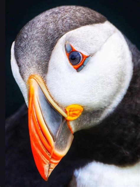 Maddie Ghostleaf Profile Pinterest