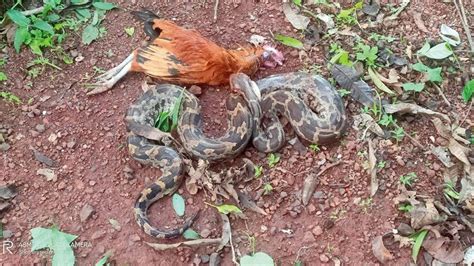 Maharashtra Forest Department Arrests Trio For Killing Indian Rock Python