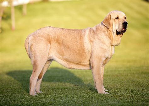 Spanish Mastiff Dog Breed Info Pictures Care Traits And More Dogster