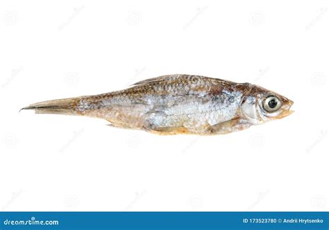 Droge Kleine Vis Stock Foto Image Of Bruin Gastronomisch 173523780