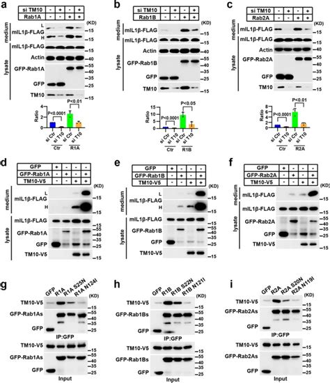 A Dual Role Of Ergic Localized Rabs In Tmed10 Mediated Unconventional