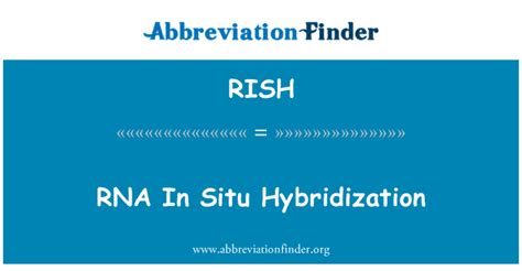 Rish 代表 Rna 原位杂交技术 Rna In Situ Hybridization