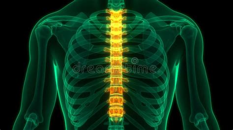 Wervelkolom Thoracale Wervelkolom Anatomie Van Het Menselijk