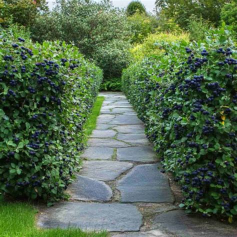 21 Best Edible Hedge Garden Ideas