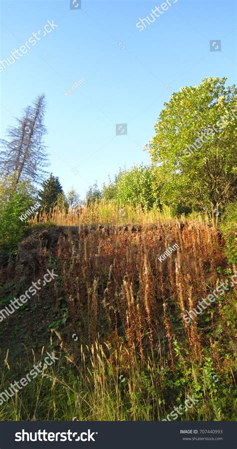 Soil Erosion Tree Roots Stock Photo Shutterstock