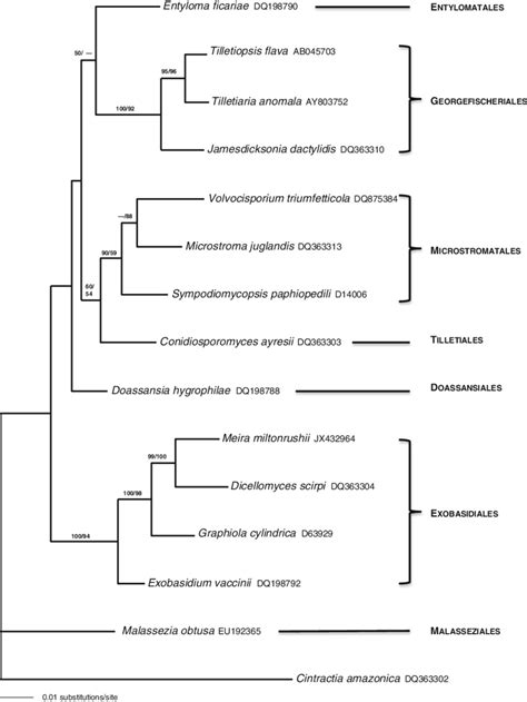 Maximum Likelihood Ml Tree Showing Results Of Ml And Maximum