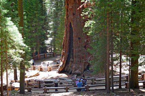 Национальные парки США Секвойя парк Point Of View