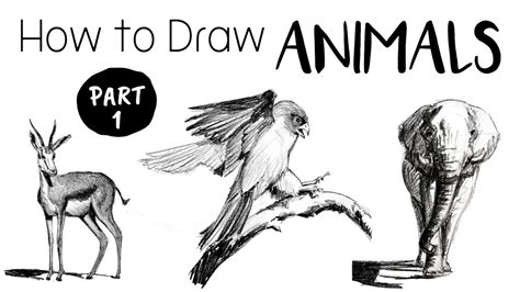 How To Draw And Sketch Animals Part 1 Youtube