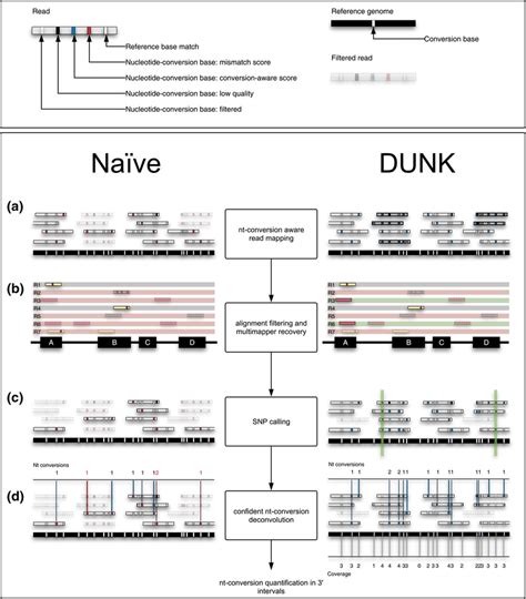 Digital Unmasking Of Nucleotide Conversions In K Mers Legend Possible Download Scientific