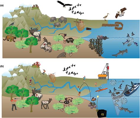 The Roles Of Humans And Apex Predators In Sustaining Ecosystem Structure And Function Contrast