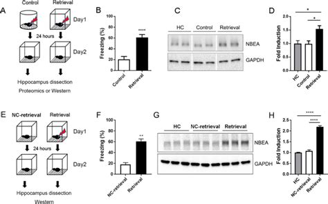 The Possible Role Of Neurobeachin In Extinction Of Contextual Fear Memory Scientific Reports