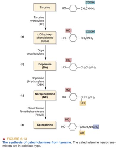 Monoamines Neurotransmitters Flashcards Quizlet