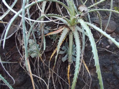 Graptopetalum Sinaloensis Botanical Realm