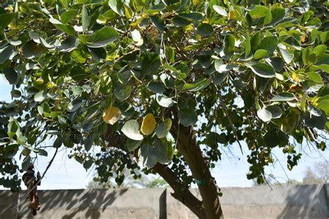 Cordia Myxa Alchetron The Free Social Encyclopedia