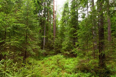 Old Boreal Coniferous Forest In Estonian Nature Northern Europe