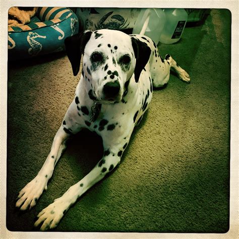 Lacey Album On Imgur