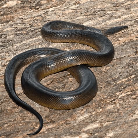 Female Water Python For Sale