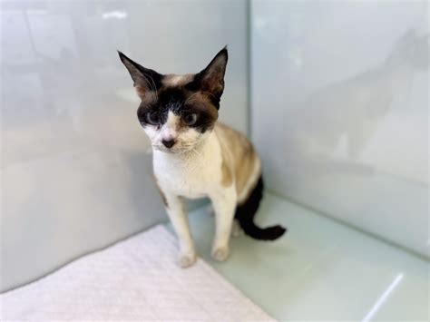 데본렉스 코코 아메리칸코카스파니엘 꼬동 오드아이고양이 가필드고양이 그레이트피레니즈 말티푸성격 아기강아지 다리짧은강아지 다리짧은고양이 말티즈성격 삽살개분양 반려묘 큰개종류