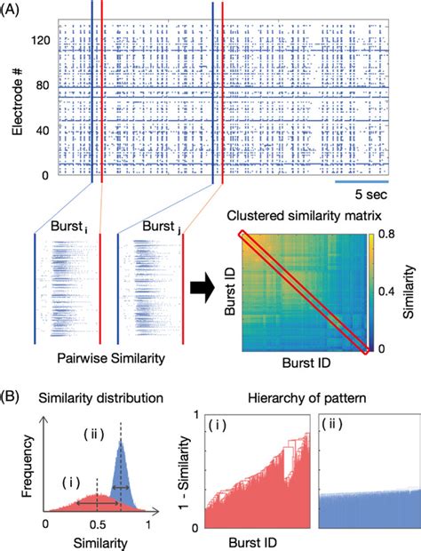 Development Of Network Structure And Synchronized Firing Patterns In Dissociated Culture Of