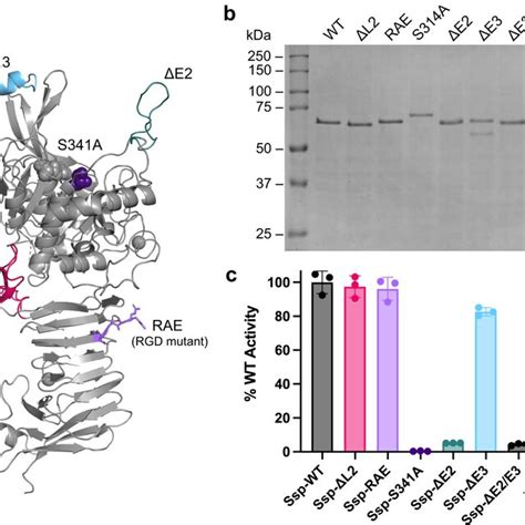 Comparison Of The Protease Domain Of Ssp And Subtilisin Bpn A Overlay
