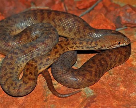 Pygmy Python Facts Diet Habitat And Pictures On Animaliabio