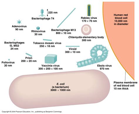 Viruses Grade 9 Understanding For Igcse Biology 14 Pmg Biology