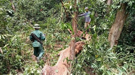 កាប់ដើមឈើ បាក់សង្កត់កម្មករស្លាប់ សារព័ត៌មាននគរធំ