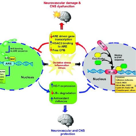Schematic Representation Of The Nrf2 Nf Kb Cross Talk With Respect To Download Scientific