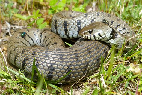 Barred Grass Snake Naturerules1 Wiki Fandom