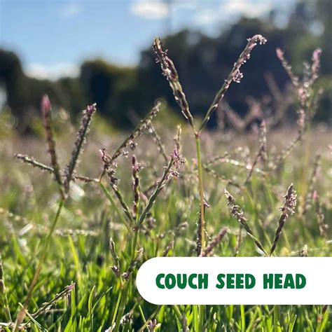 Seed Heads In Your Lawn The Turf Farm Premium Instant Lawn