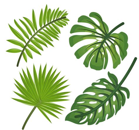 植物叶子 常见树叶种类 伤感说说吧