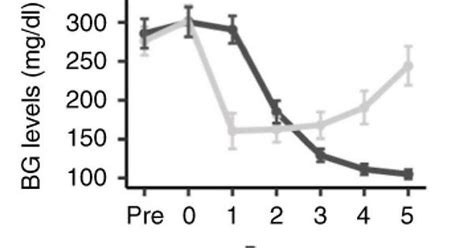 A Single Surgical Injection Of A Fibroblast Growth Factor 1 Protein