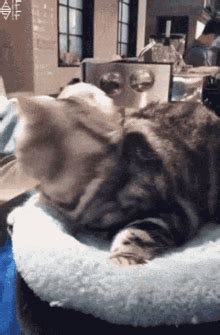 Stress Cat Meme