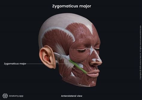 Zygomaticus Major Anterolateral View Anatomyapp