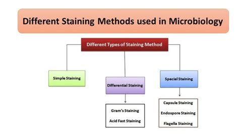 Basic Staining Techniques Principles Of Different Staining Techniques