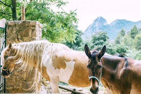 How To Breed Horses Techniques For Successful Mating All About Horses
