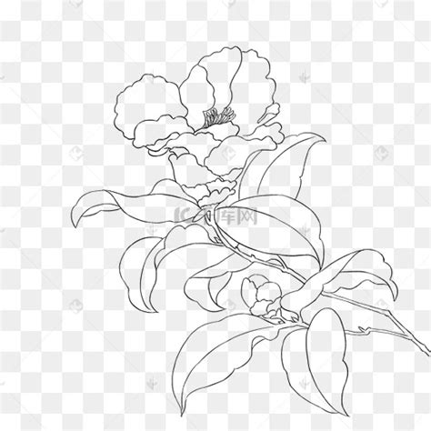 山茶花白描线稿图片 山茶花白描线稿图片素材免费下载 千库网