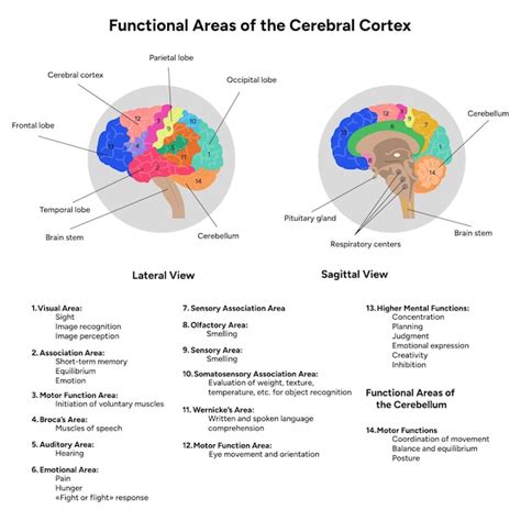 Brain Diagram Cerebral Cortex Functions