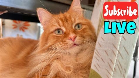 Gato T Funny T Cat Kitten Kitty T Shirt Ebay